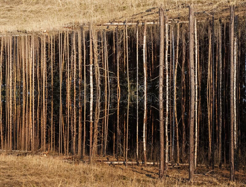 Empty Tree Trunks Grow from the Ground into the Ground. Futuristic ...