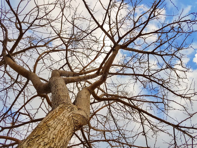 Empty Tree at Winter Against the Blue Sky. Stock Image - Image of blue ...