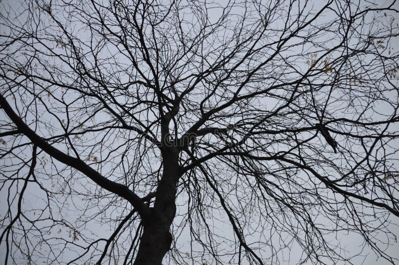 Empty Tree at Winter stock image. Image of black, creepy - 108180523