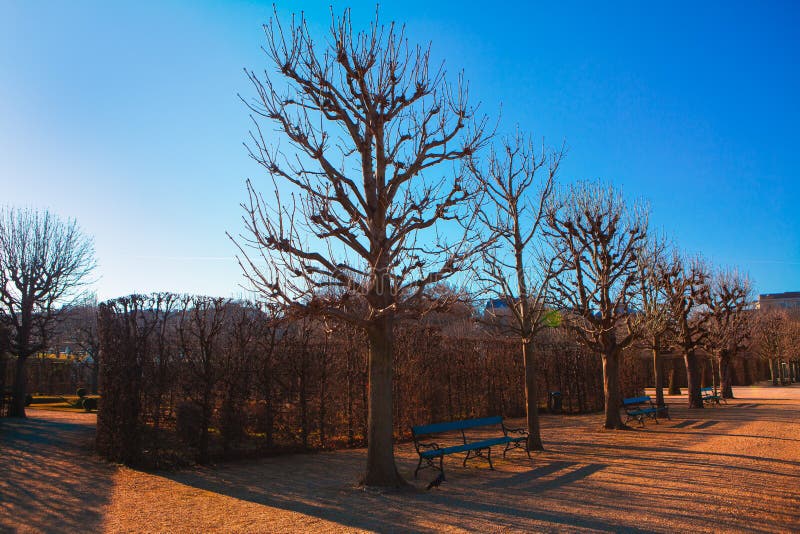 Empty trees and benches stock photo. Image of pavement - 197738718