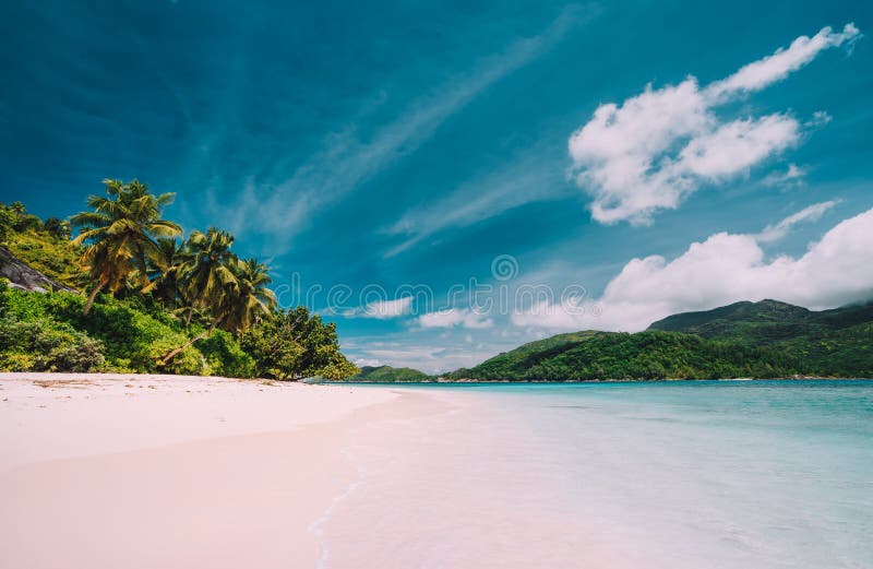 Empty Tropical Secluded Sandy Beach with Coconut Palm Trees Against a ...