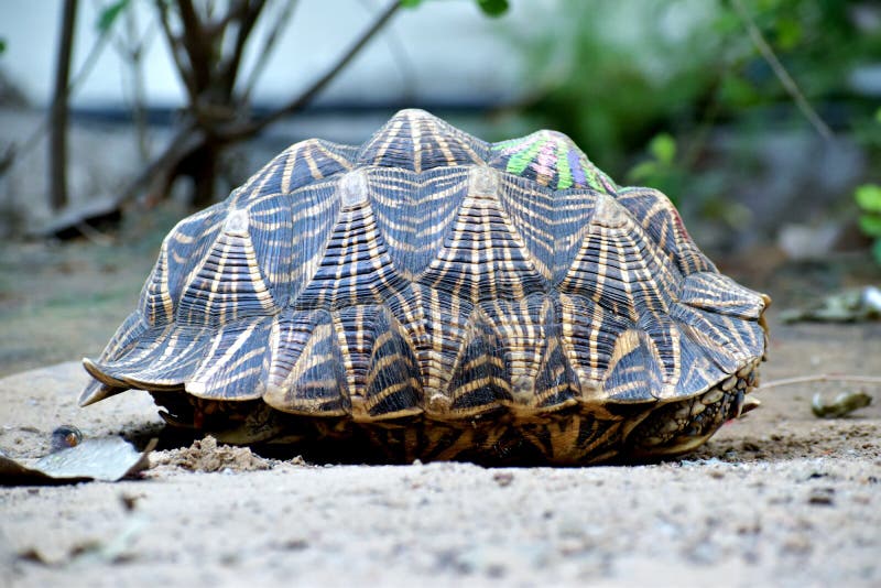 Empty turtle shell stock image. Image of white, empty, life - 188013