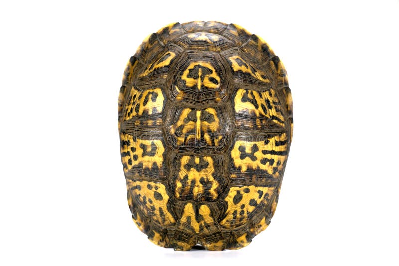 Empty Turtle Shell Isolated on White Stock Image - Image of animal ...