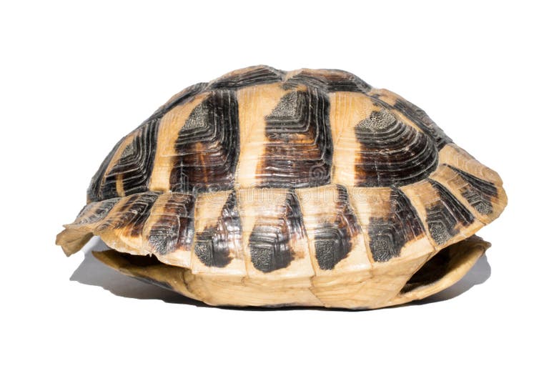 Empty turtle shell stock image. Image of tortoise, animal - 79805107
