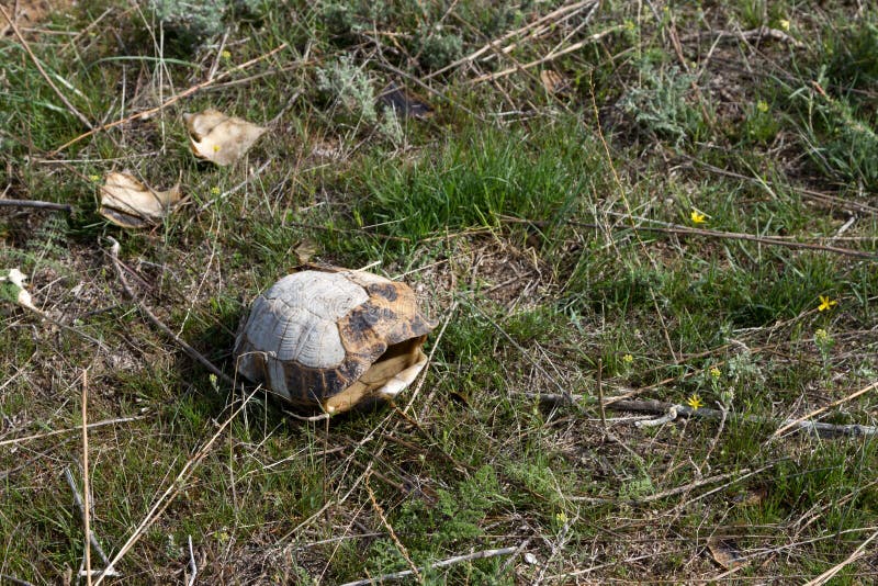 Empty Turtle Shell on White Stock Photo - Image of shell, growth: 28881590