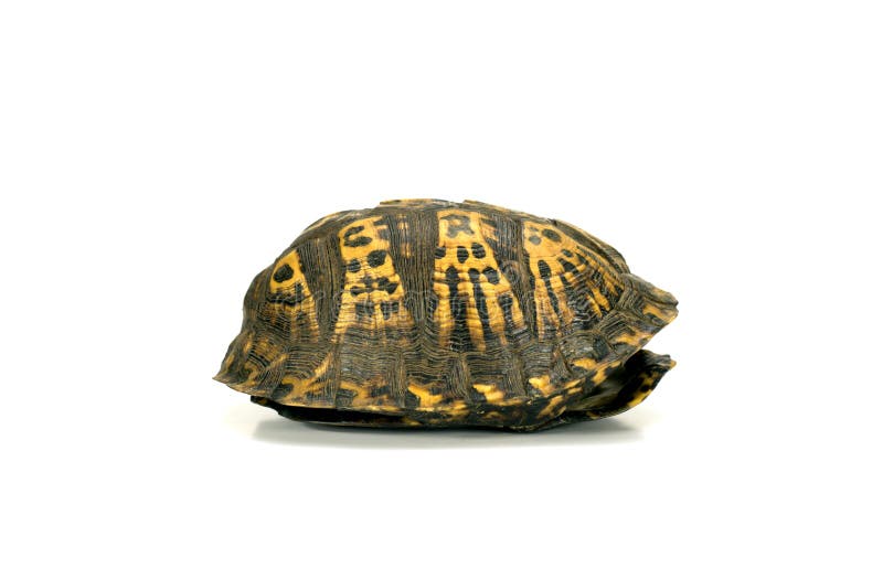 Empty turtle shell stock image. Image of white, empty, life - 188013
