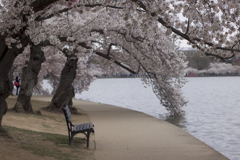Empty Under the Cherry Blossom Tree Stock Image - Image of spring ...