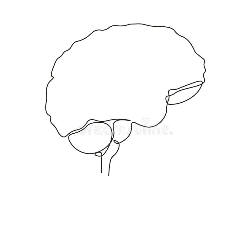 Empty, Unfilled Shell of the Human Brain. Symbolizes Lack of Knowledge ...