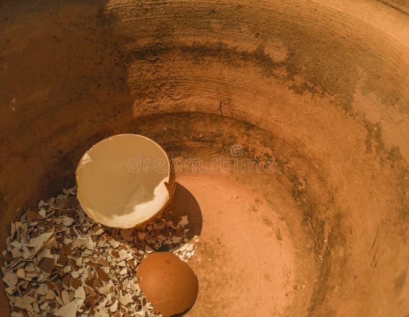 Empty Used Egg Shell in Clay Pot Stock Image - Image of brown ...