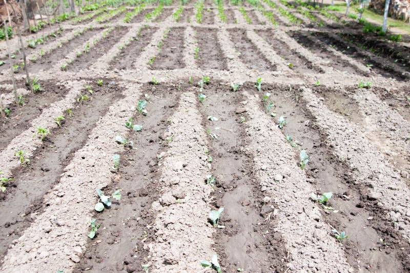 Empty vegetables field stock image. Image of garden, cultivate - 54752175