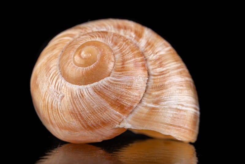 Snail Shell in a Carpentry Vise. a Fragile Shell Crushed by Metal Jaws ...