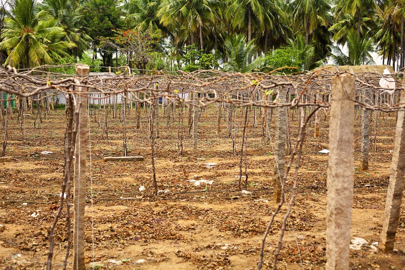 Grapes in vineyard stock image. Image of agriculture - 33600287