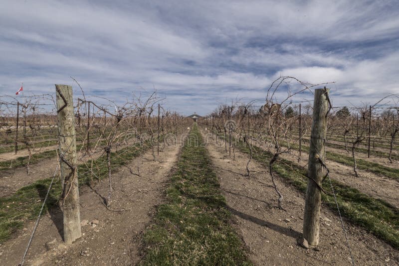 Empty vineyard stock image. Image of landscape, tourist - 69518757
