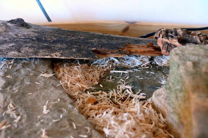 Empty vivarium stock photo. Image of shavings, rock, tank - 2742448