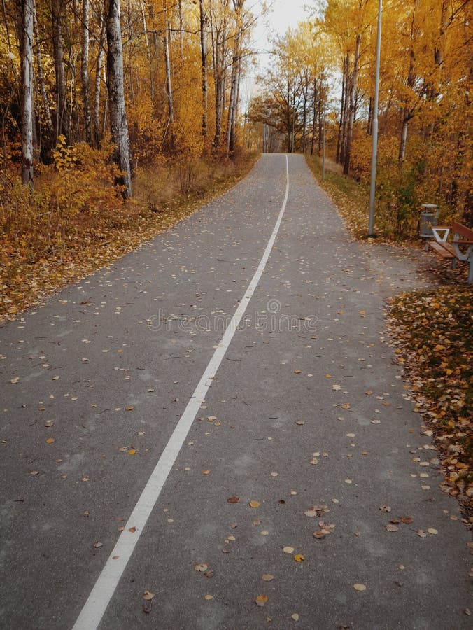 Empty Walk Road Amidst Trees during Autumn Stock Image - Image of lane ...