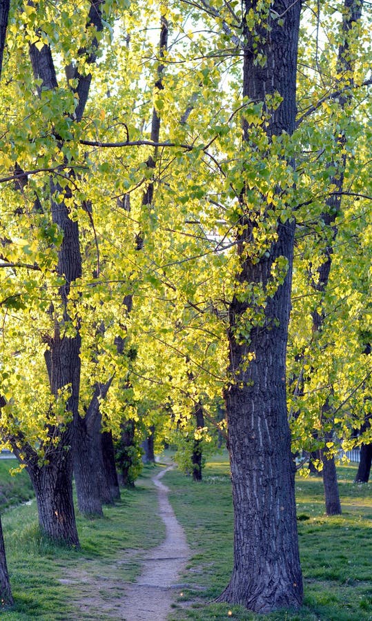 Empty Walking Path among Trees Stock Image - Image of autumn, branches ...