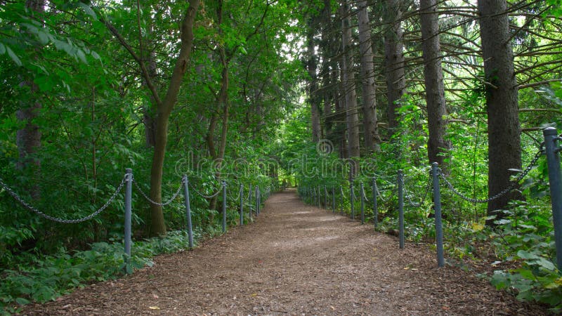 Empty Walking Path in the Woods Stock Photo - Image of foliage ...
