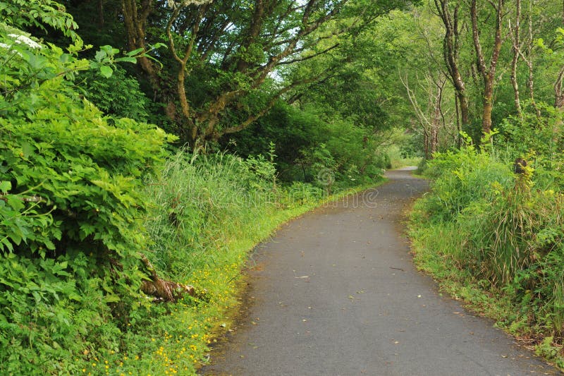 An Empty Walking Trail through a Forest Stock Photo - Image of color ...