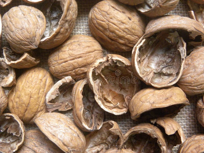 Empty Walnut shell stock image. Image of color, closeup - 184861655