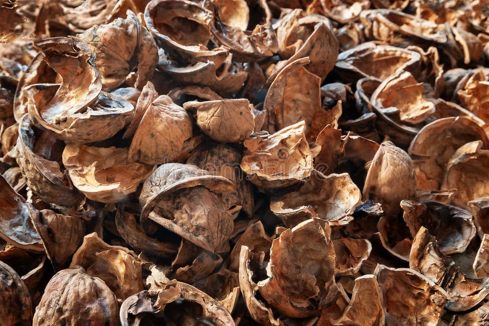 Empty Walnut Shell. Nut Shell Background. Nut Texture Close Up ...