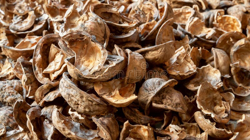 Empty Walnut Shell. Nut Shell Background. Texture of Nuts Close-up ...