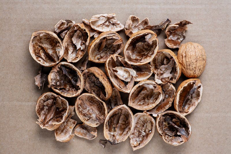 Empty Walnut Shells on Paper Stock Image - Image of organic, pile ...