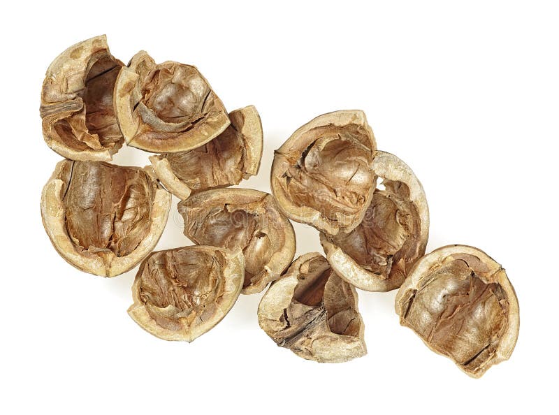 Empty Walnut Shells Isolated on White Background Stock Image - Image of ...