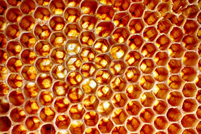 Empty wax bee texture stock photo. Image of comb, empty - 119882292