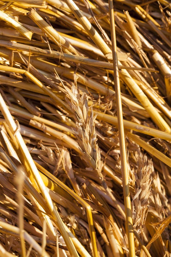 Empty wheat ear stock image. Image of gold, straw, grade - 121762313
