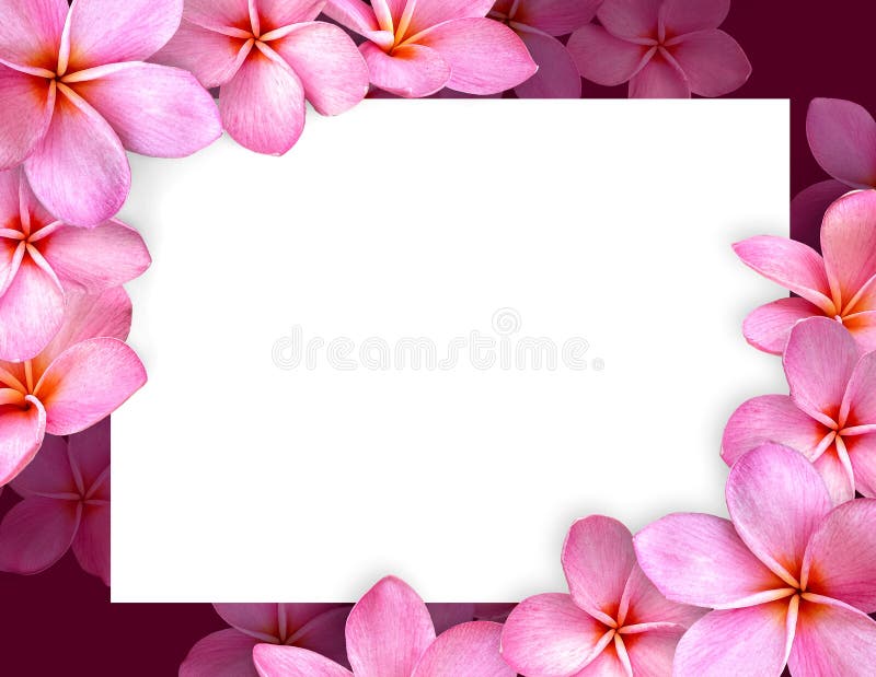 Empty White Paper Blank on Pink Plumeria Flower Frame Stock Photo ...