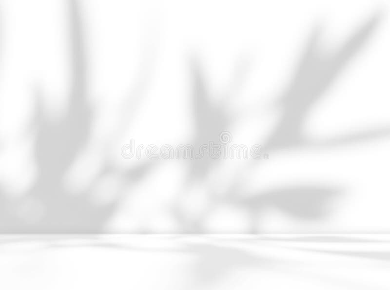 Empty White Room Studio with Shadow of Leaves Tree Plant Garden Overlay ...