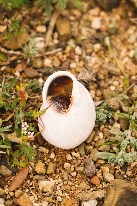 Empty White Snail Shell on the Ground Stock Photo - Image of ecosystem ...