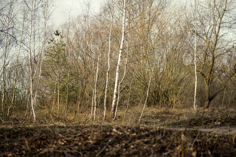 Empty Winter Forest in Winter with No Snow and No Tree Leaves. Park ...