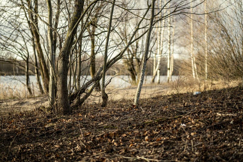 Empty Winter Forest in Winter with No Snow and No Tree Leaves. Park ...