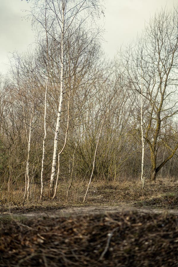 Empty Winter Forest in Winter with No Snow and No Tree Leaves. Park ...