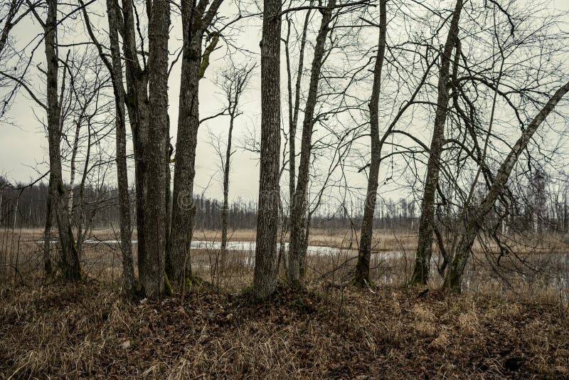 Empty Winter Forest in Winter with No Snow and No Tree Leaves. Park ...