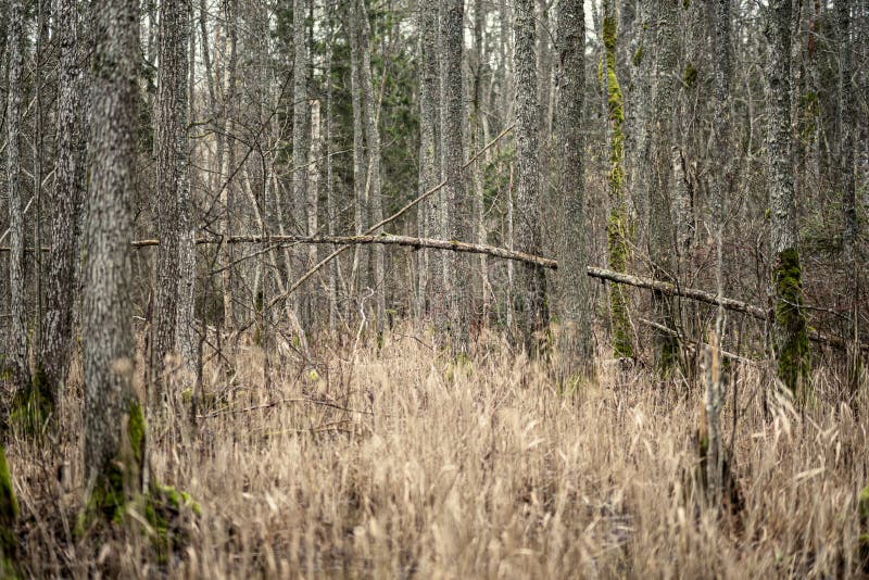Empty Winter Forest in Winter with No Snow and No Tree Leaves. Park ...
