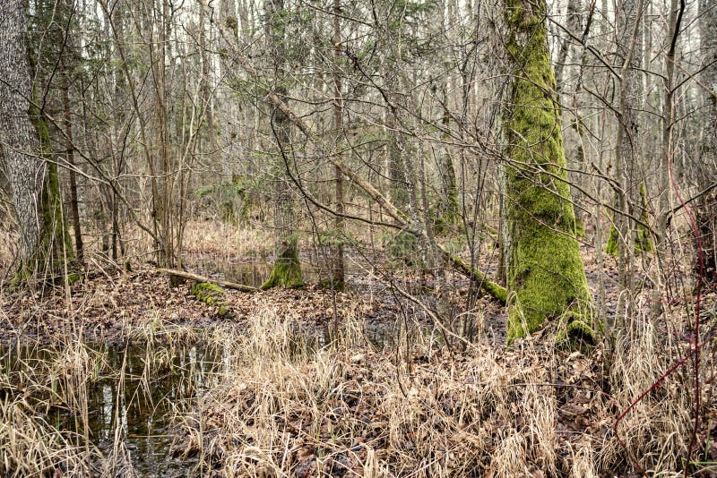 Empty Winter Forest in Winter with No Snow and No Tree Leaves. Park ...