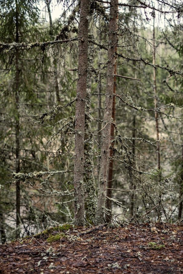 Empty Winter Forest in Winter with No Snow and No Tree Leaves. Park ...