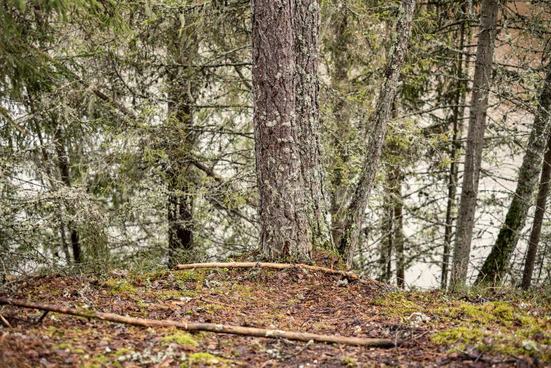 Empty Winter Forest in Winter with No Snow and No Tree Leaves. Park ...