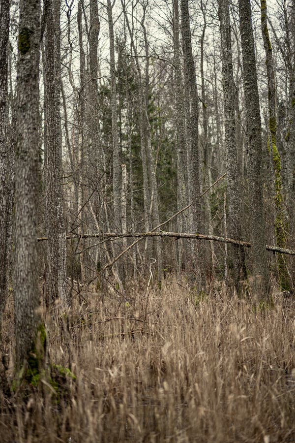 Empty Winter Forest in Winter with No Snow and No Tree Leaves. Park ...