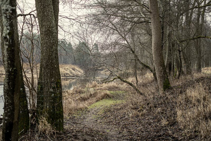 Empty Winter Forest in Winter with No Snow and No Tree Leaves. Park ...