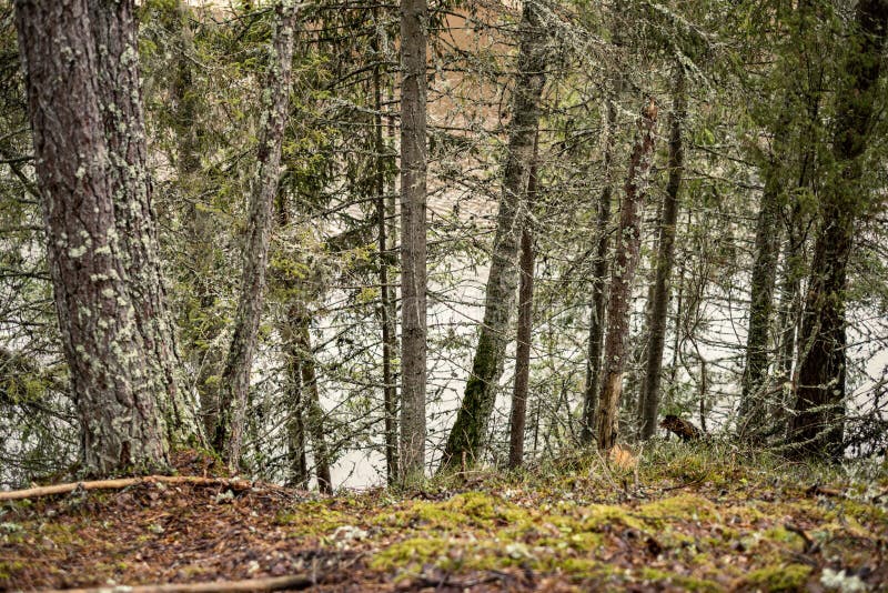 Empty Winter Forest in Winter with No Snow and No Tree Leaves. Park ...