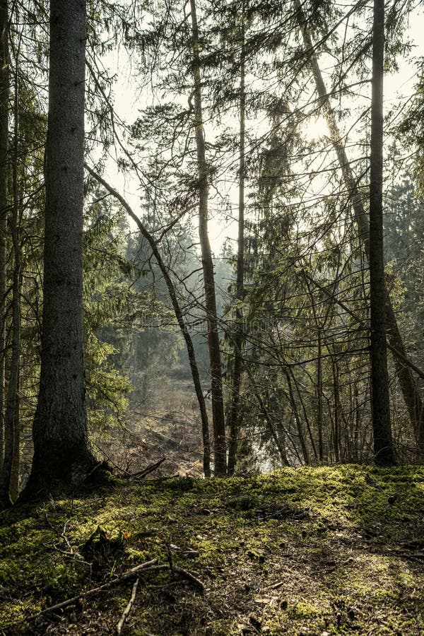 Empty Winter Forest in Winter with No Snow and No Tree Leaves. Park ...