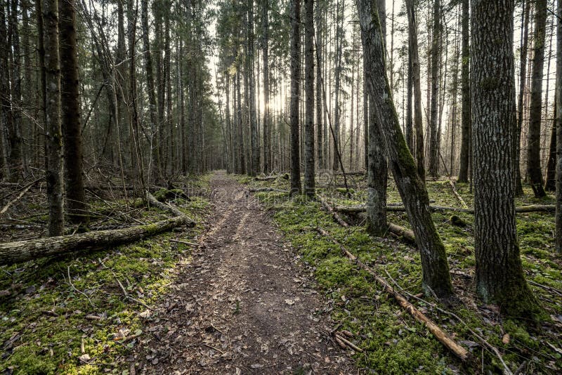 Empty Winter Forest in Winter with No Snow and No Tree Leaves. Park ...
