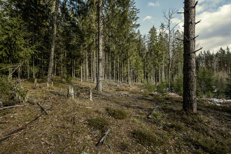 Empty Winter Forest in Winter with No Snow and No Tree Leaves. Park ...
