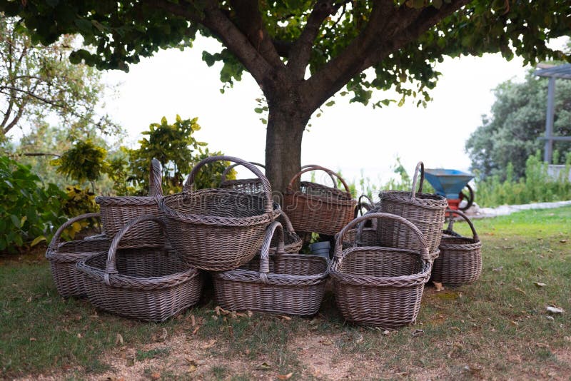 Empty Wooden Baskets for Harvest Under a Tree Stock Image - Image of ...
