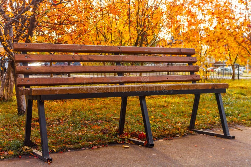 Empty Wooden Bench Under Autumn Trees with Yellow Leaves. Stock Image ...