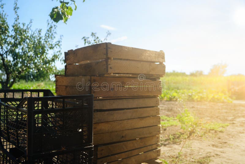 Onion Empty Crate Stock Photos - Free & Royalty-Free Stock Photos from ...