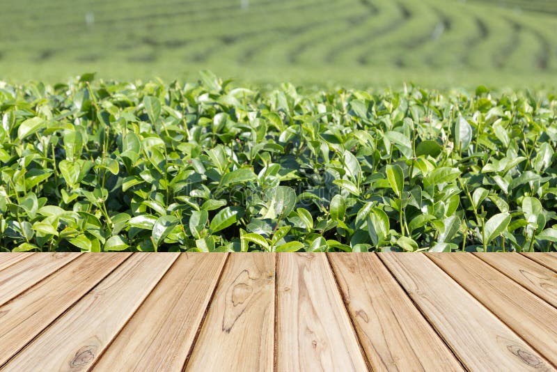 Empty Wooden Floor on Tea Field Background Stock Photo - Image of leaf ...
